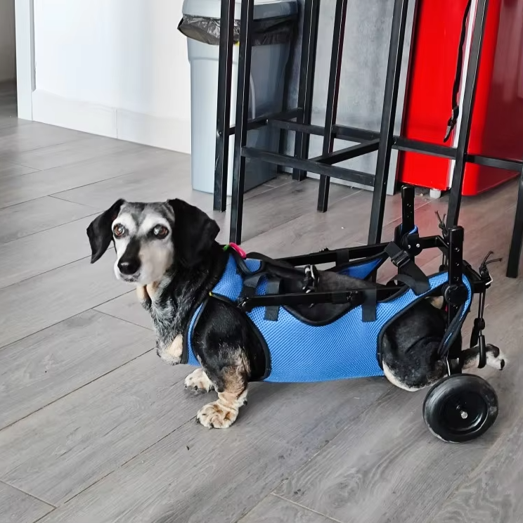 Mobility Aid for Cats and Dogs - Wheelchair for Mobility and Independe ...